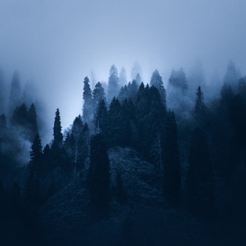 Ebru Sidar photography - Forest chorus